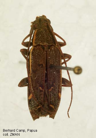 Papua Insects Foundation (Coleoptera/Cerambycidae/Tmesisternus marginalis)